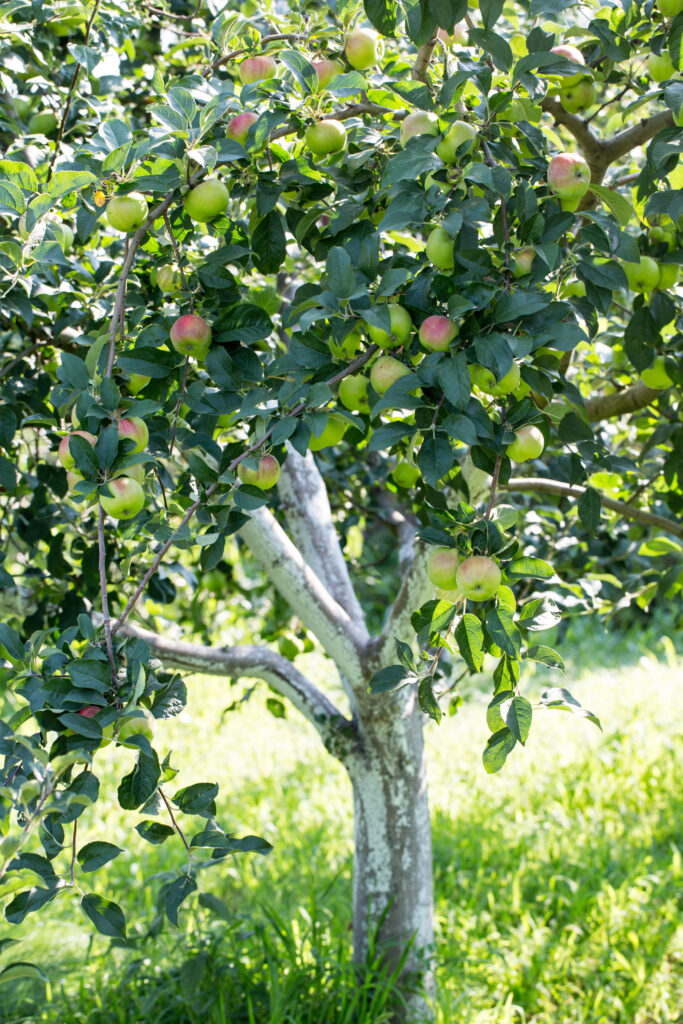 The Apple Tree in the Wood – Millpond Ink